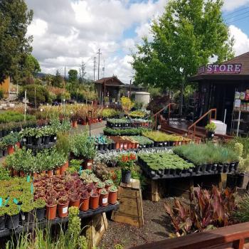 URBAN TREE FARM NURSERY - Fulton CA - Hours, Directions, Reviews ...