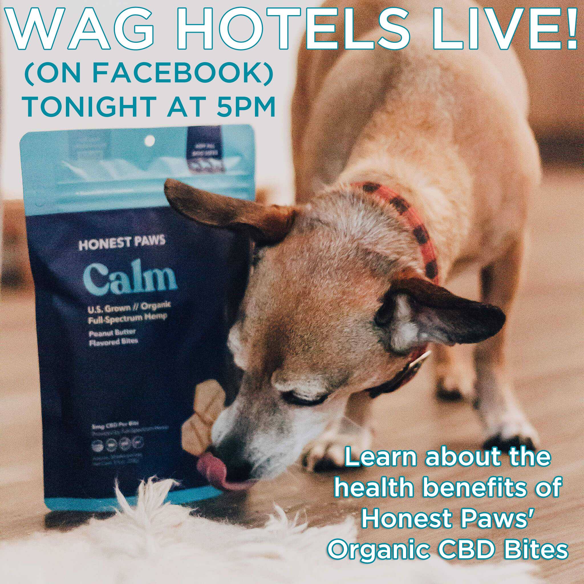 WAG HOTELS - WEST SACRAMENTO - West Sacramento CA - Hours, Directions ...