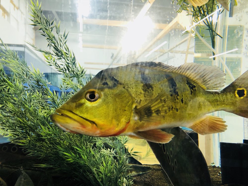 PREDATORY FINS - Boca Raton FL - Hours, Directions, Reviews - Loc8NearMe