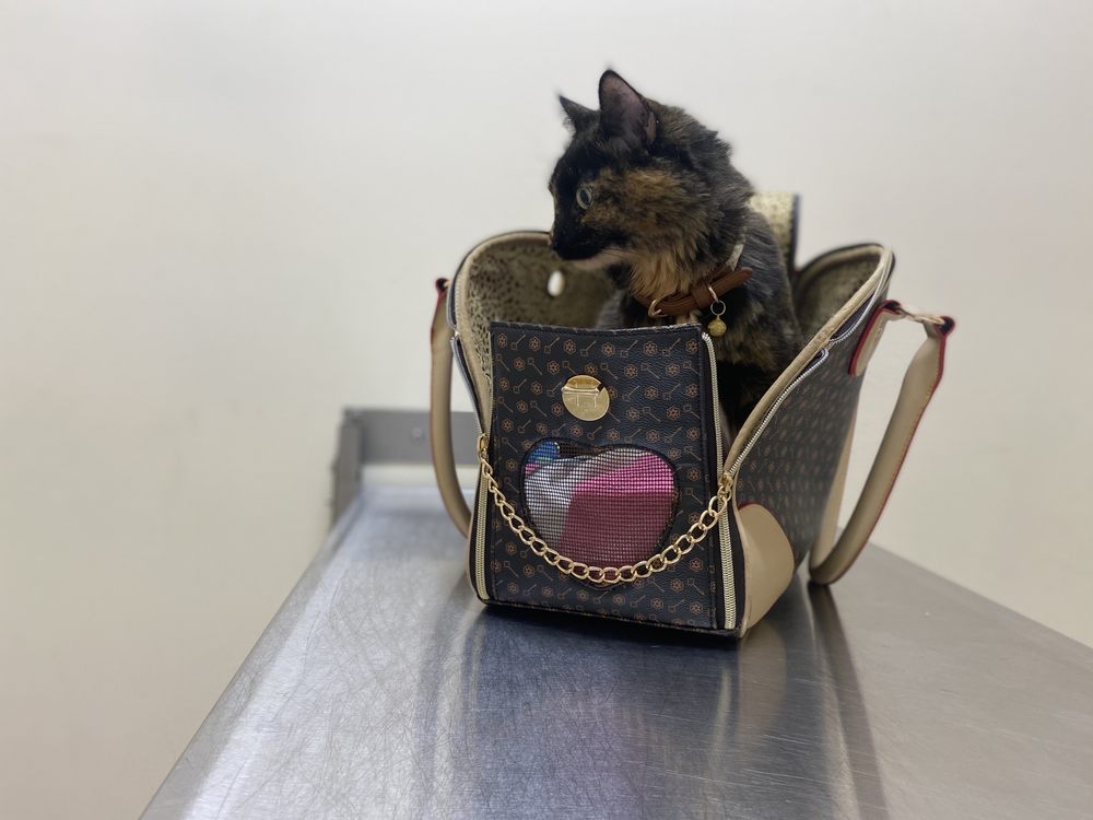 PAWS2HEALTH LLC - West Palm Beach FL - Hours, Directions, Reviews ...