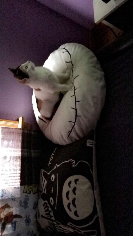 QUAD CITY ANIMAL WELFARE CENTER - Milan IL - Hours, Directions, Reviews ...