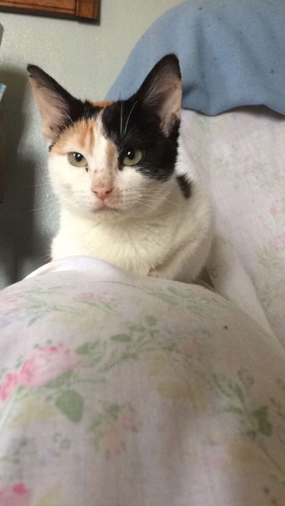 QUAD CITY ANIMAL WELFARE CENTER - Milan IL - Hours, Directions, Reviews ...