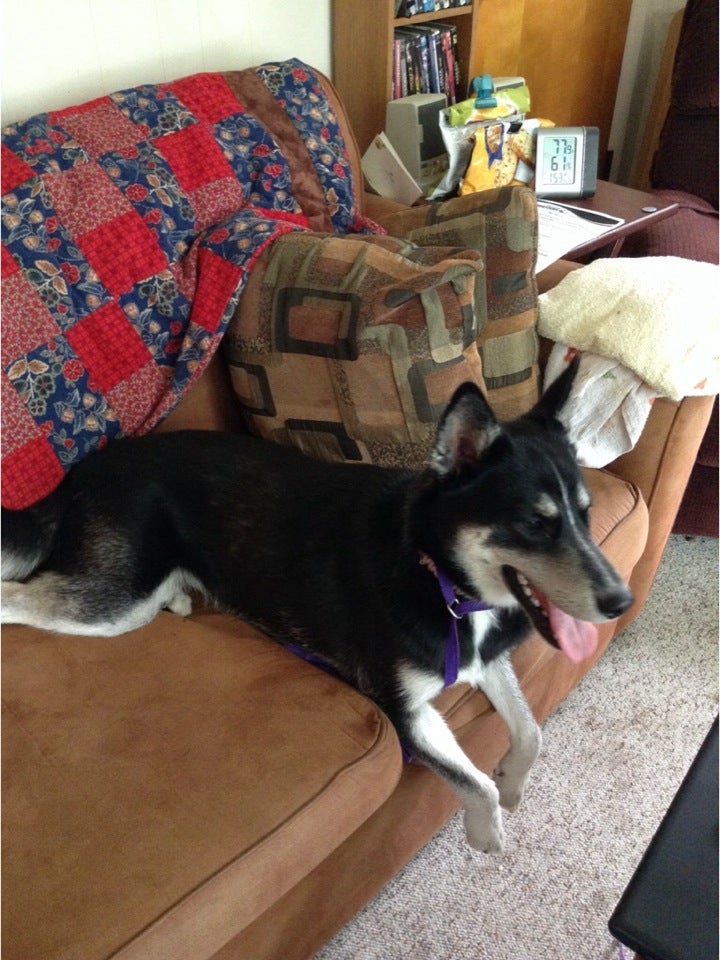 ANIMAL PROTECTIVE LEAGUE - Springfield IL - Hours, Directions, Reviews ...