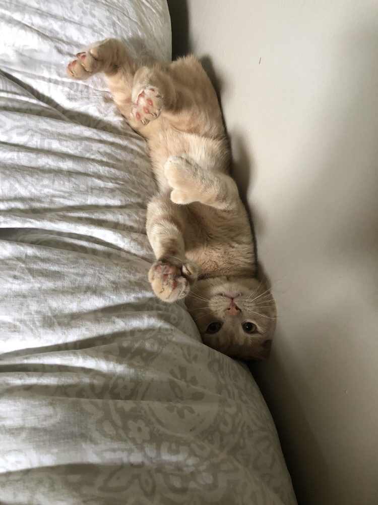 ANIMAL PROTECTIVE LEAGUE - Springfield IL - Hours, Directions, Reviews ...