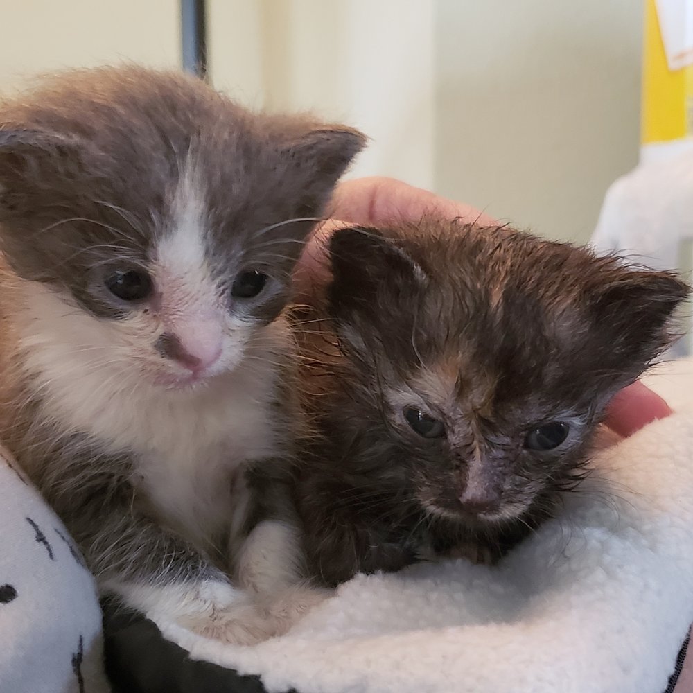 INDYHUMANE DOWNTOWN CLINIC - Indianapolis IN - Hours, Directions, Reviews - Loc8NearMe