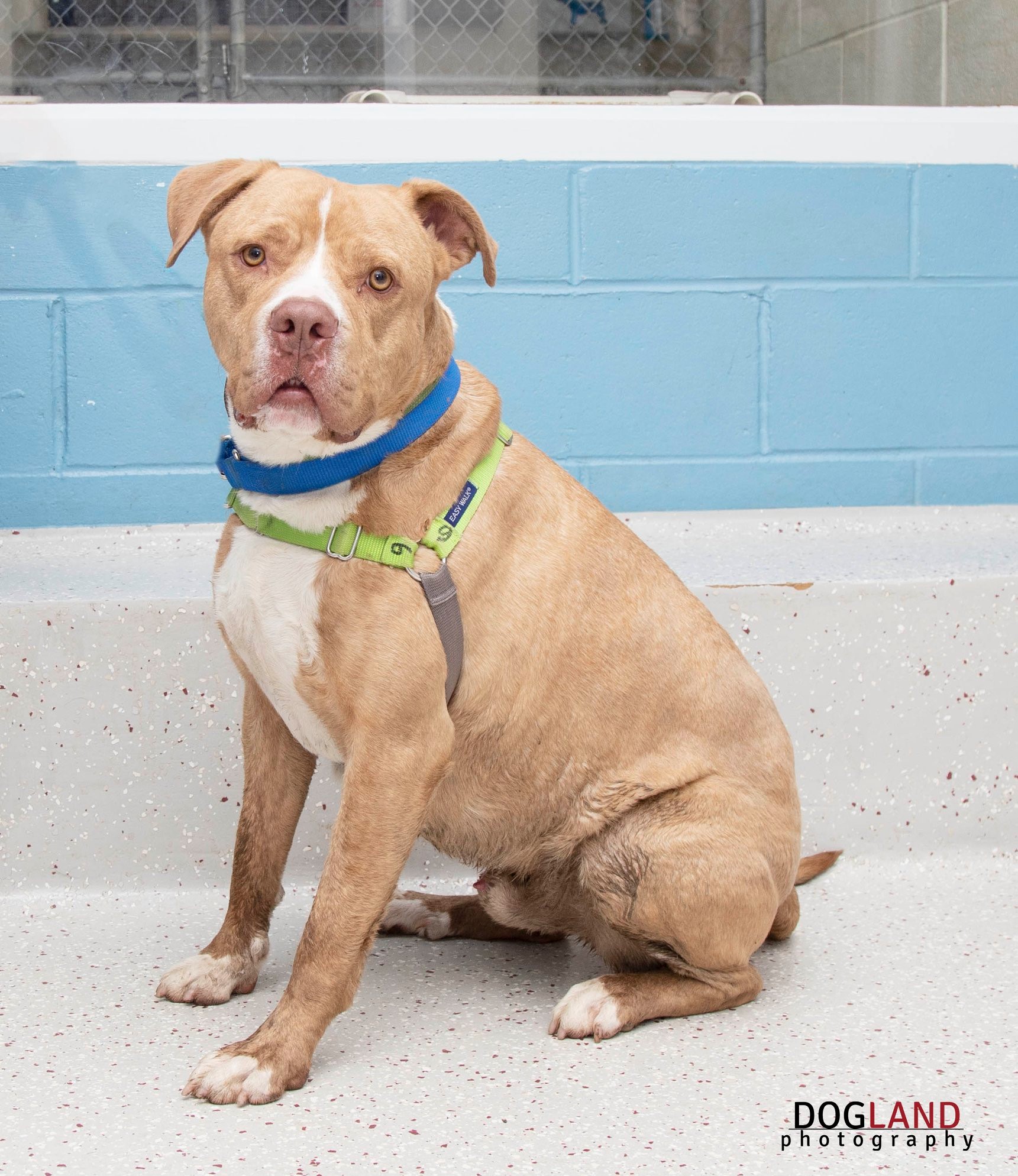 INDYHUMANE DOWNTOWN CLINIC - Indianapolis IN - Hours, Directions, Reviews - Loc8NearMe