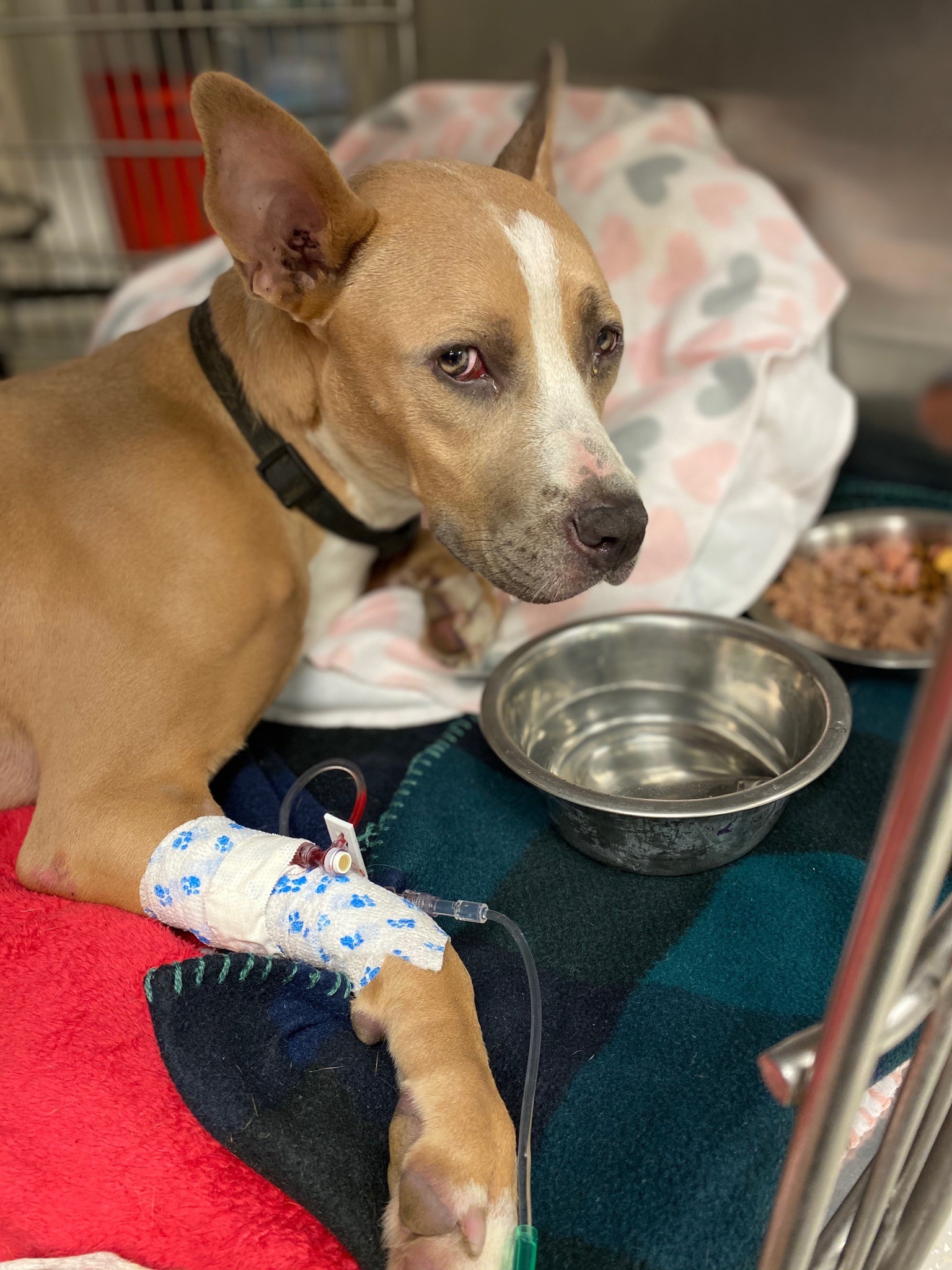 INDYHUMANE - Indianapolis IN - Hours, Directions, Reviews - Loc8NearMe