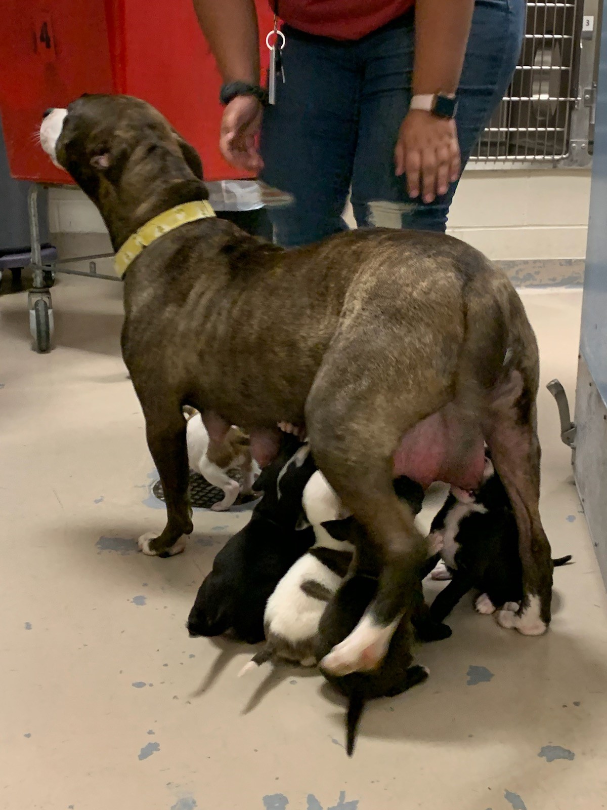 INDYHUMANE - Indianapolis IN - Hours, Directions, Reviews - Loc8NearMe