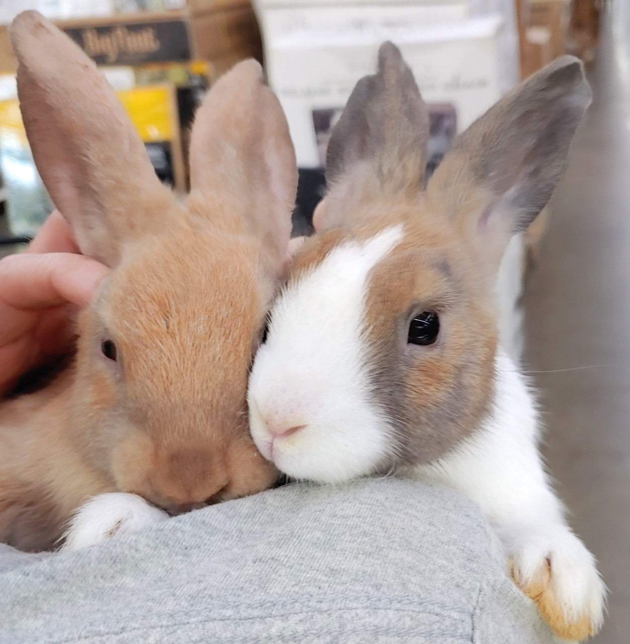 RURAL KING - 510 Fairview Blvd, Kendallville IN - Hours, Directions ...