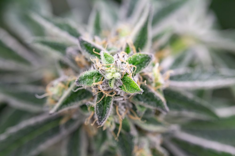 INSA MEDICAL CANNABIS DISPENSARY - SPRINGFIELD - Springfield MA - Hours ...