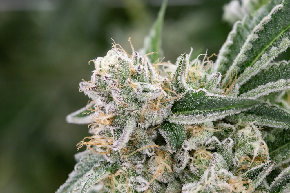 INSA MEDICAL CANNABIS DISPENSARY - SPRINGFIELD - Springfield MA - Hours ...