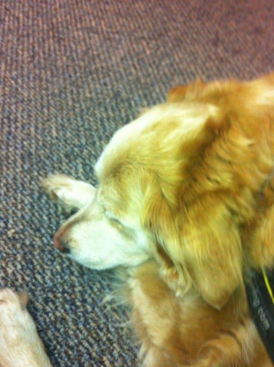 INSA MEDICAL CANNABIS DISPENSARY - SPRINGFIELD - Springfield MA - Hours ...