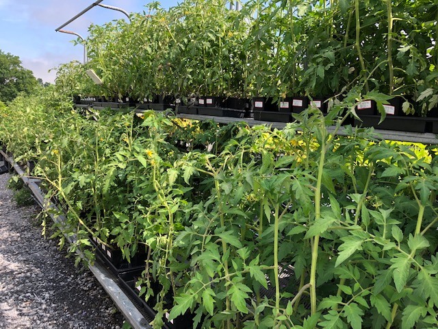 SUN NURSERIES - Woodbine MD - Hours, Directions, Reviews - Loc8NearMe