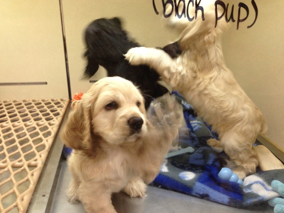 PETS R' INN - Grand Forks ND - Hours, Directions, Reviews - Loc8NearMe