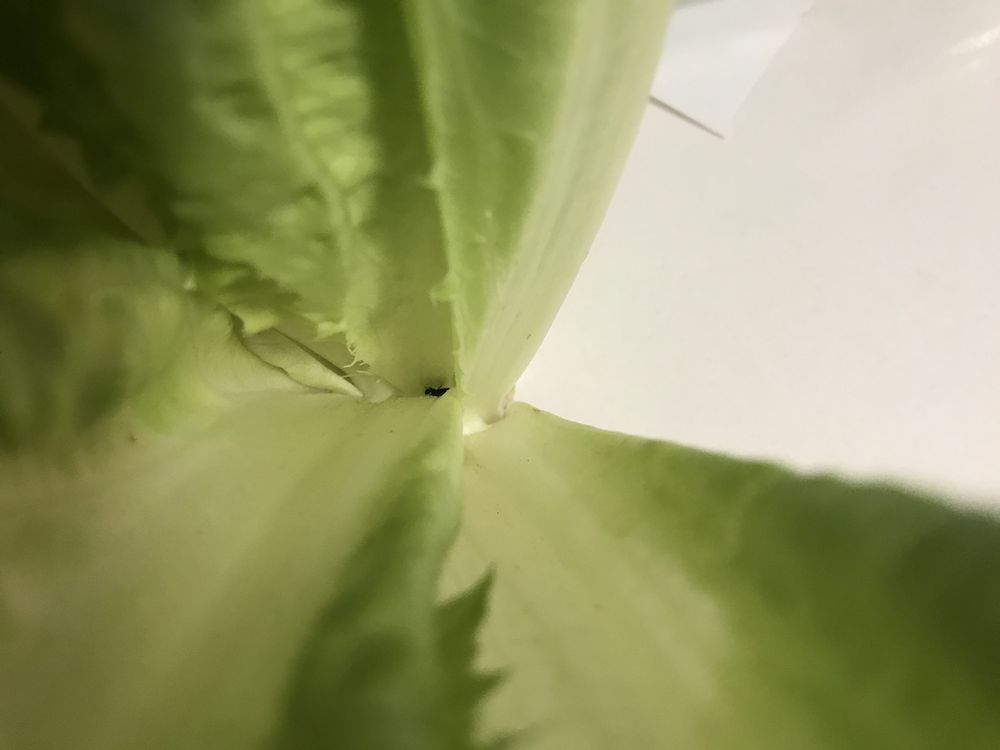 55 FULTON MARKET BY KEYFOOD - 55 Fulton St, New York NY - Hours ...