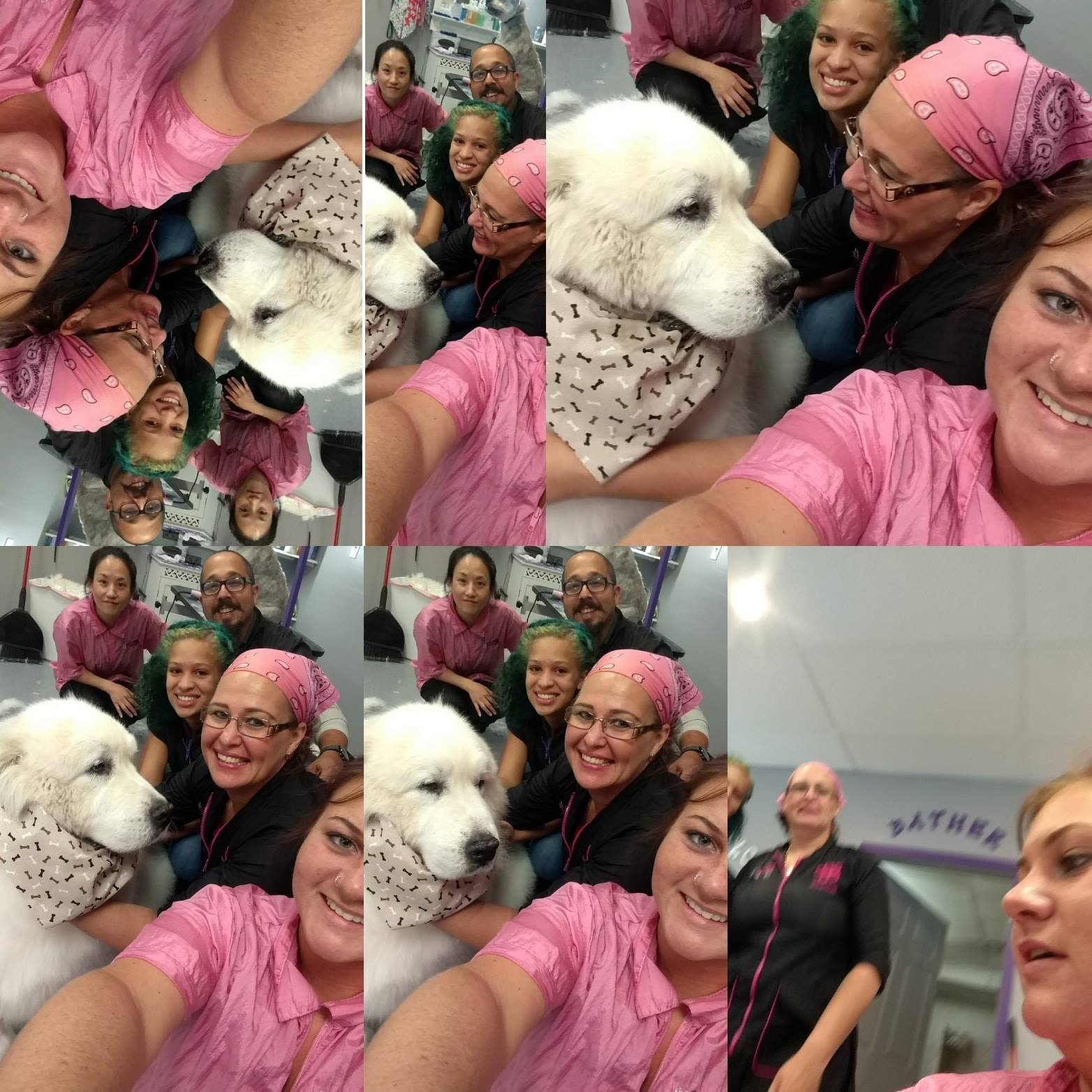 GROOMING BY ALEX - Parma OH - Hours, Directions, Reviews - Loc8NearMe