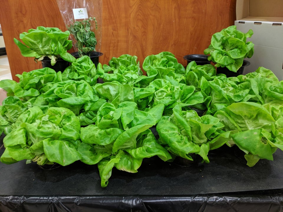 SHOPRITE OF MT POCONO - 3430 PA-940 Suite 102, Mt Pocono PA - Hours ...