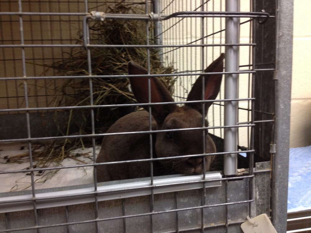 HUMANE ANIMAL RESCUE PITTSBURGH - Pittsburgh PA - Hours, Directions ...