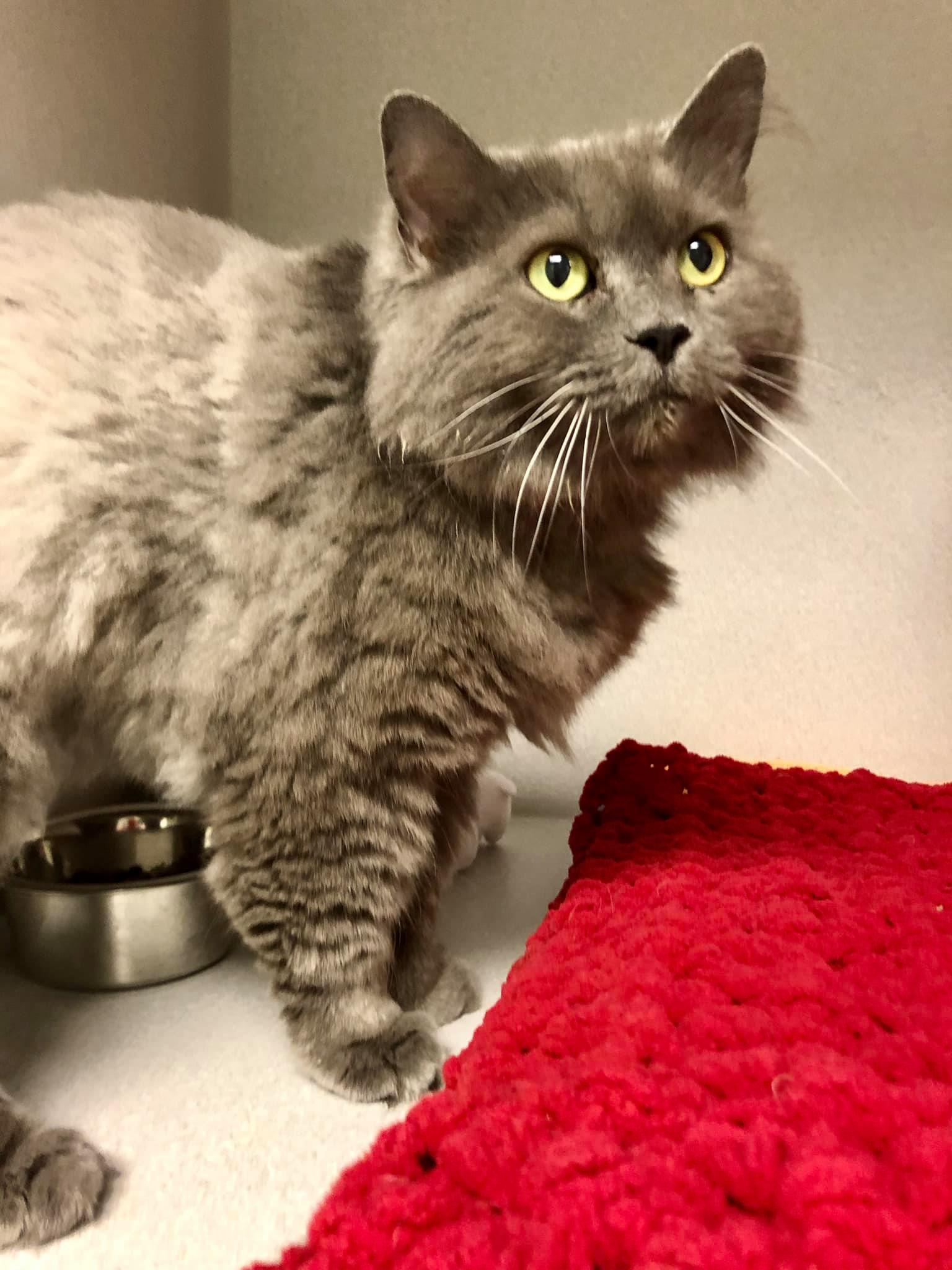 HUMANE ANIMAL RESCUE PITTSBURGH - Pittsburgh PA - Hours, Directions ...