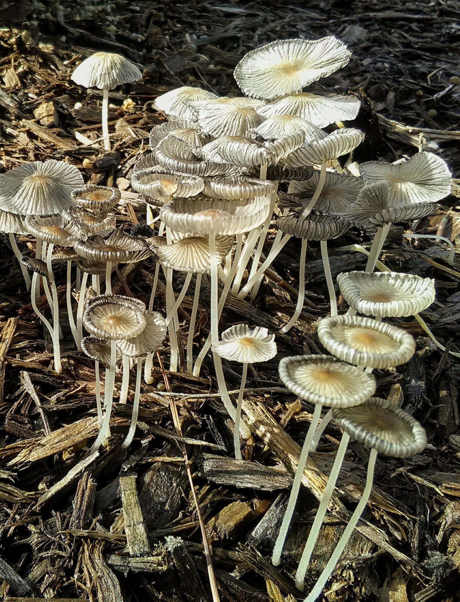 ORGILL - Collierville TN - Hours, Directions, Reviews - Loc8NearMe