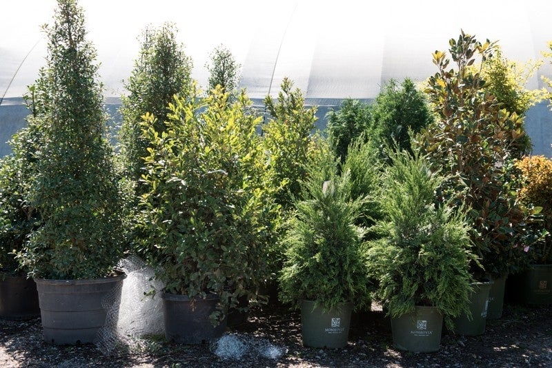 BATES NURSERY AND GARDEN CENTER - Nashville TN - Hours, Directions ...
