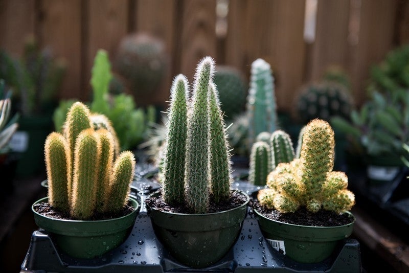 BATES NURSERY AND GARDEN CENTER - Nashville TN - Hours, Directions ...