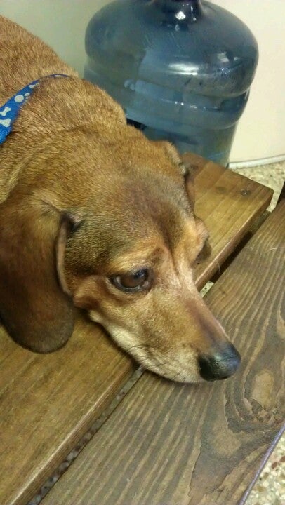 FAIRMONT PET HOSPITAL - Pasadena TX - Hours, Directions, Reviews ...