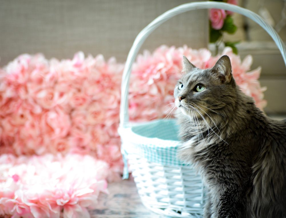 CLOCKTOWER ANIMAL HOSPITAL - Herndon VA - Hours, Directions, Reviews ...