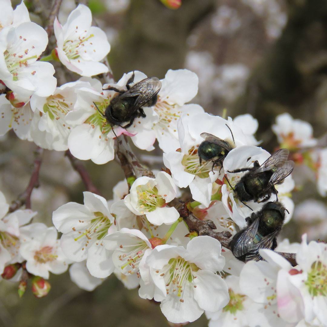 PCC COMMUNITY MARKETS - REDMOND CO-OP - Redmond WA - Hours, Directions ...