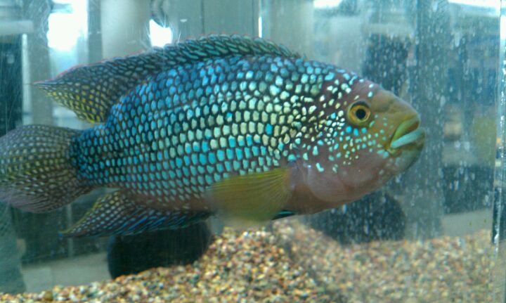 ANIMART PET STORE - Madison WI - Hours, Directions, Reviews - Loc8NearMe