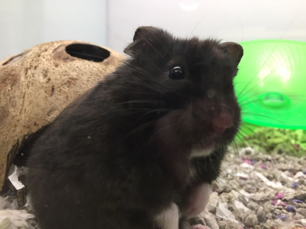 ANIMART PET STORE - Madison WI - Hours, Directions, Reviews - Loc8NearMe