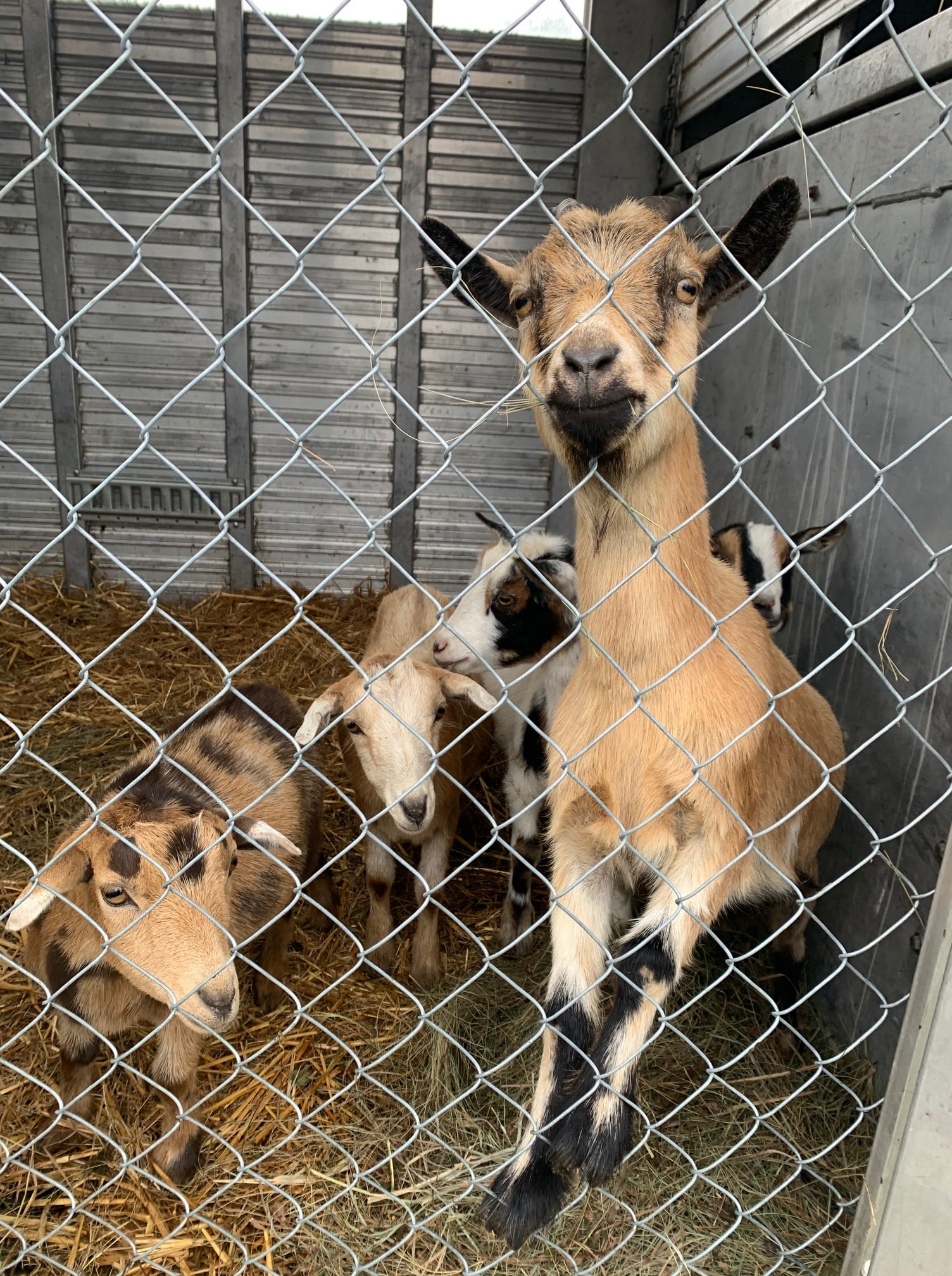 ANIMART PET STORE - Madison WI - Hours, Directions, Reviews - Loc8NearMe